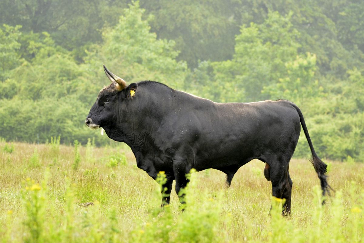 Lezingen over afkomst van de koe - Medemblik Actueel