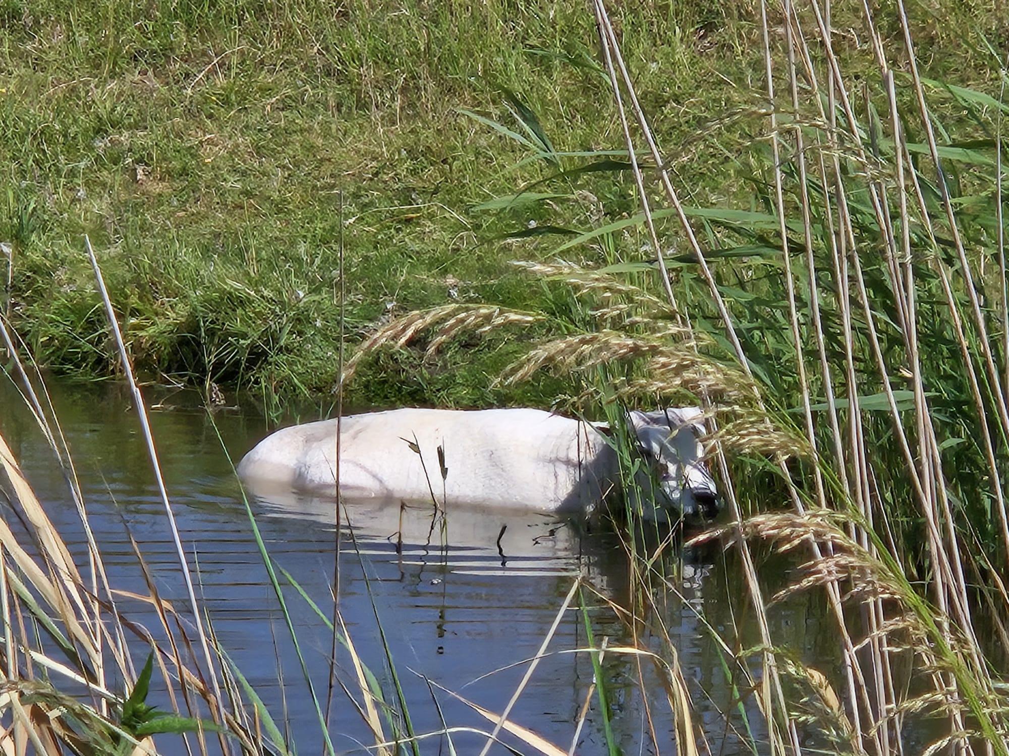 Te warm: schaap neemt bad in sloot - Medemblik Actueel