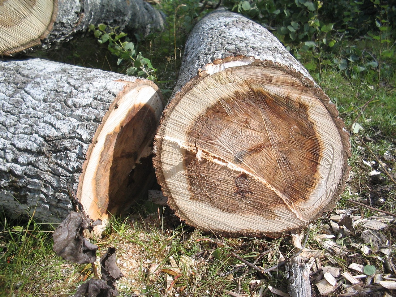 84 bomen langs de N240 per direct gekapt vanwege schade storm Poly ...
