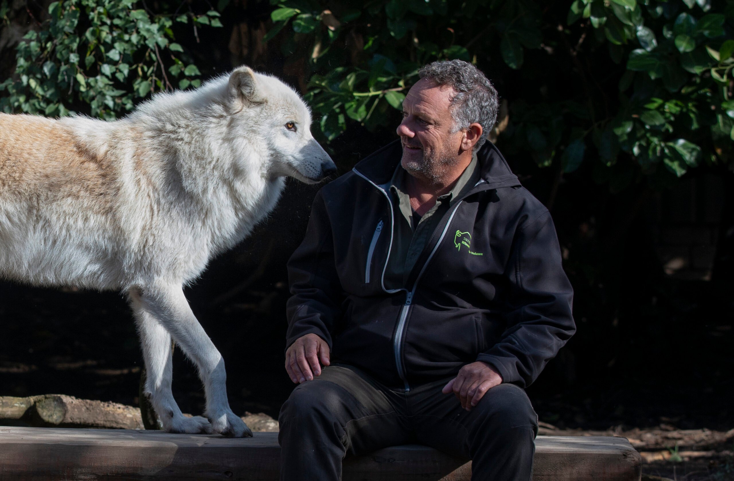 Lezing ‘De Wolf in Nederland’ - Medemblik Actueel