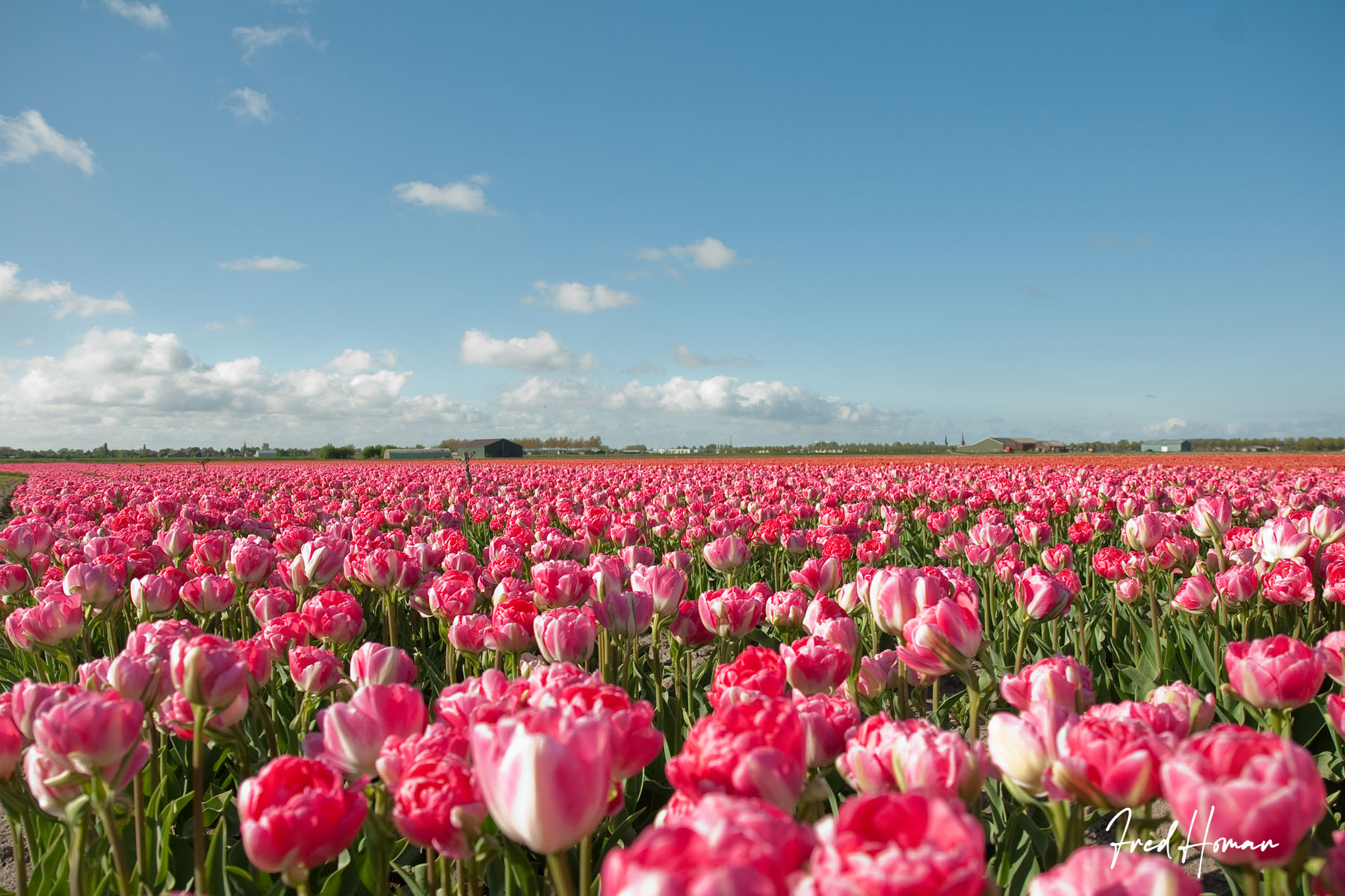 Een prachtige foto in de tulpen met je familie - Medemblik Actueel