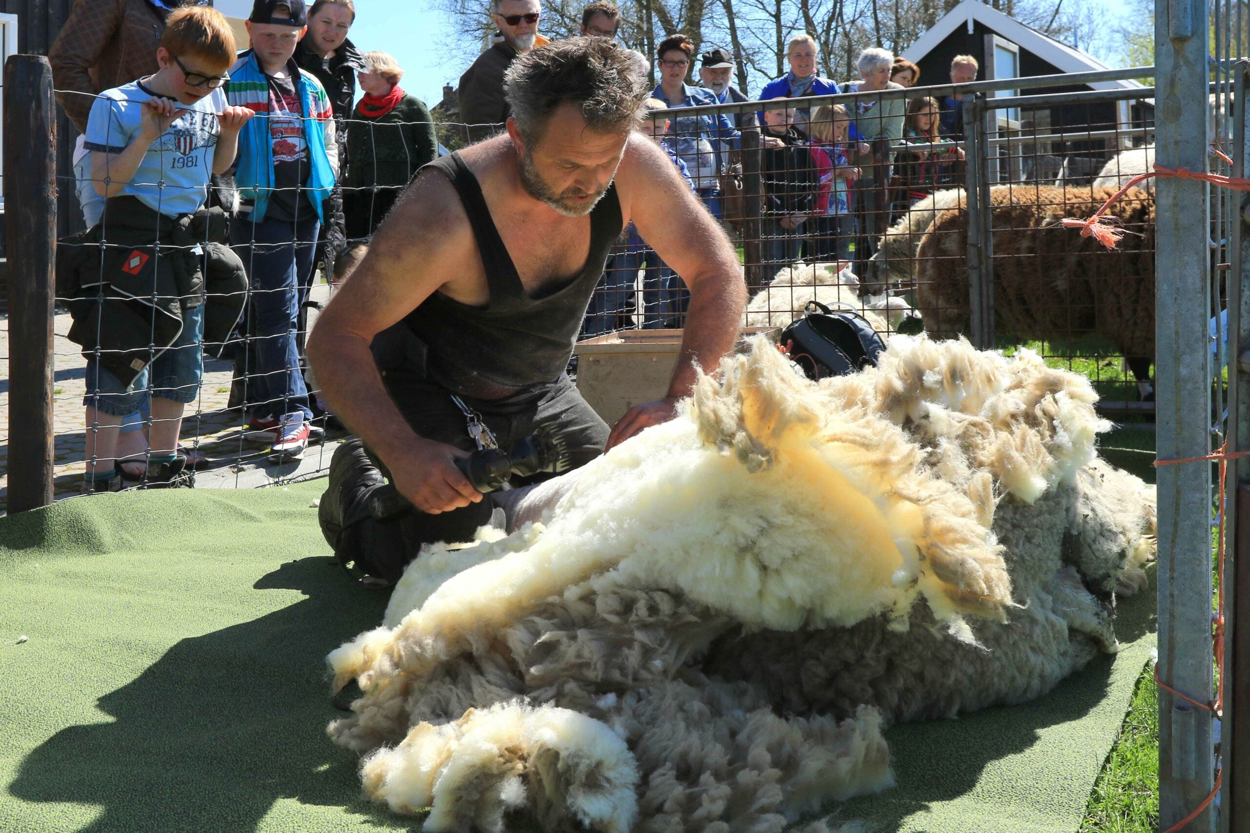 Schapen scheren op zondag 21 juli bij het Rundveemuseum - Medemblik Actueel